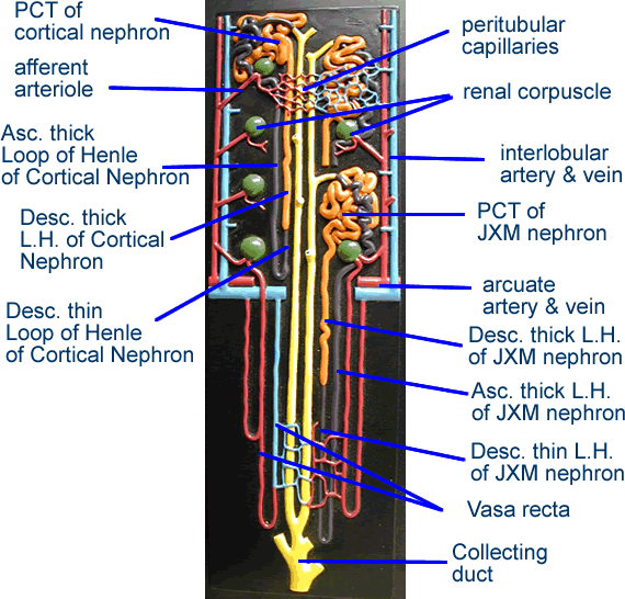 Peritubular Capillaries Model